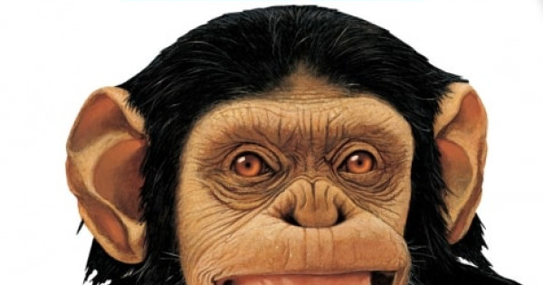 A majom - Kis felfedező zsebkönyvek